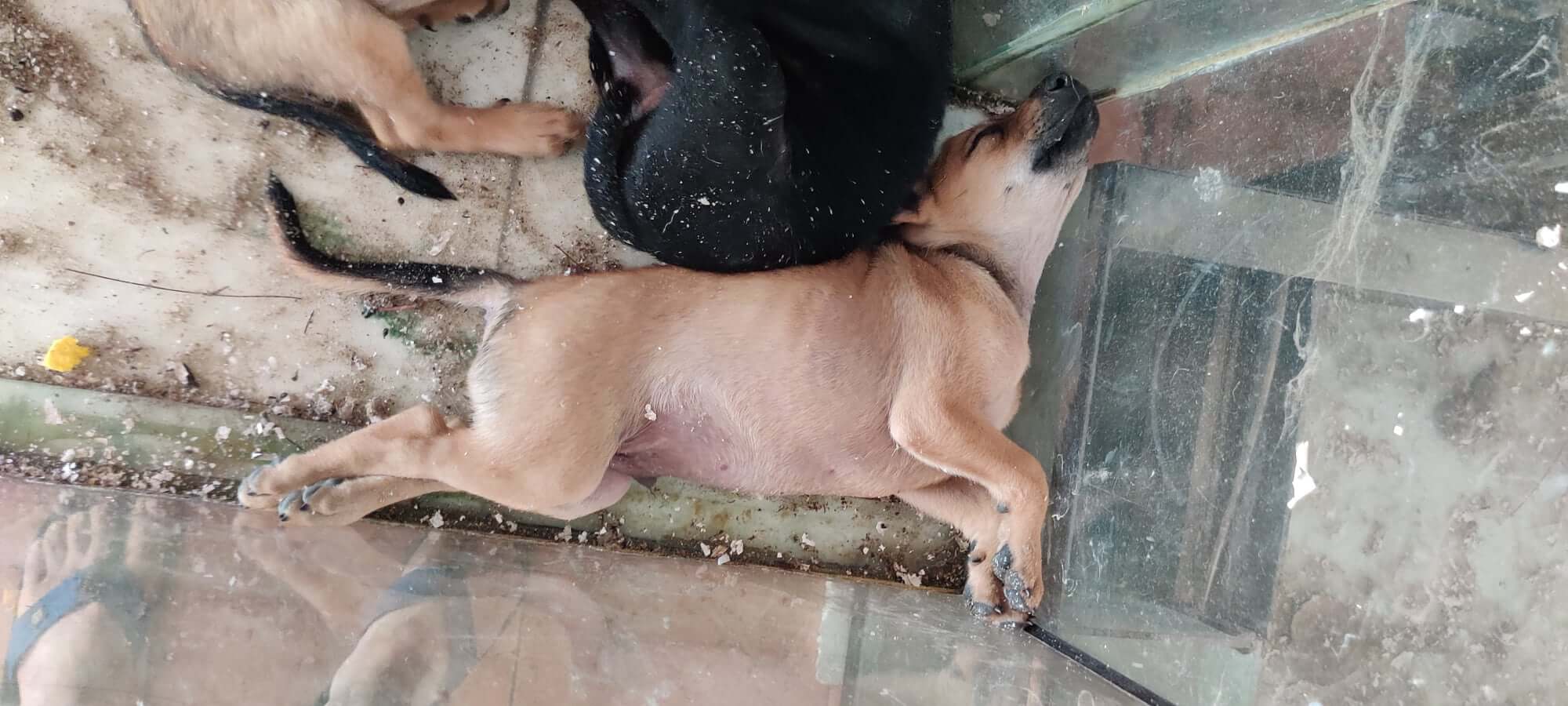 HAA Petitions - Urgent: Help Save Parvovirus Infected Stray Puppies ...