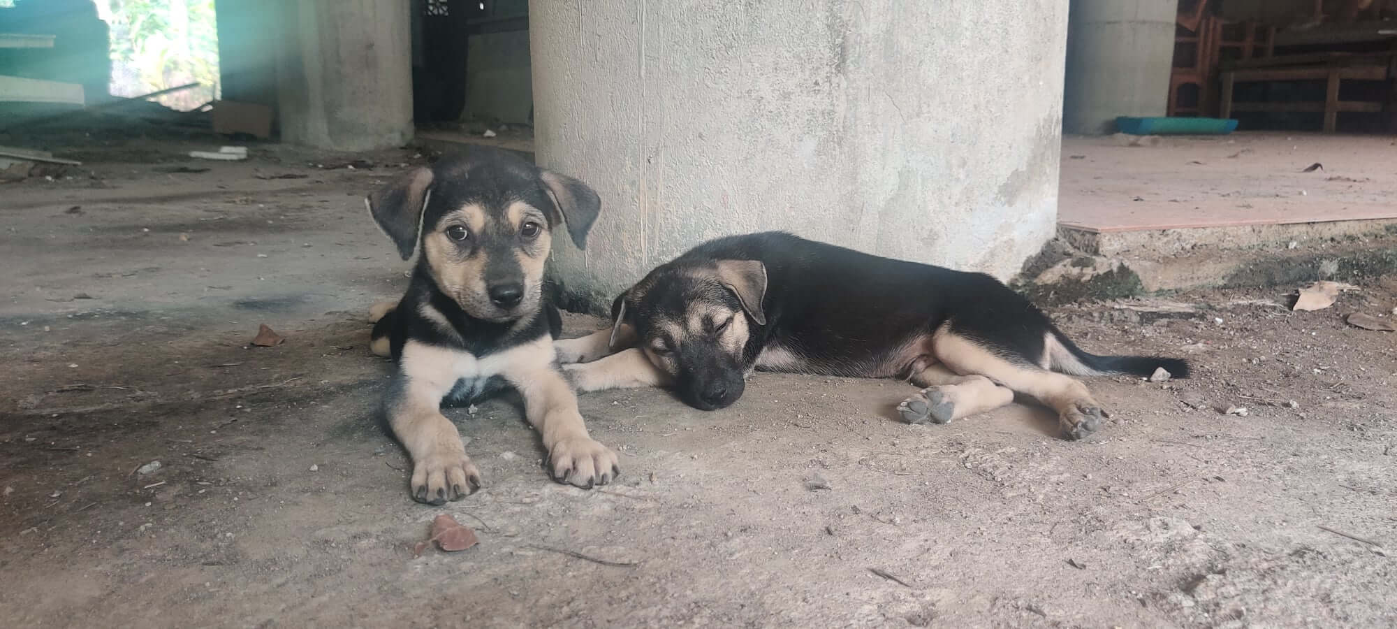 HAA Petitions - Urgent: Help Save Parvovirus Infected Stray Puppies ...