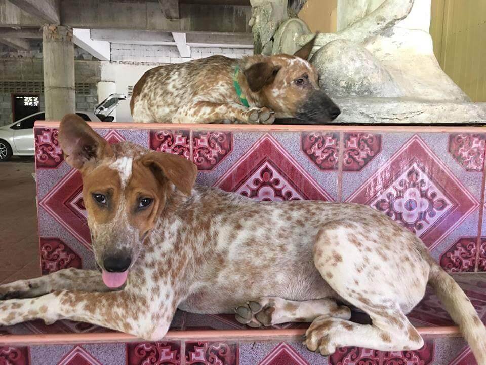 HAA Petitions - Your Help is Needed: Save Hundreds of Starving Stray ...