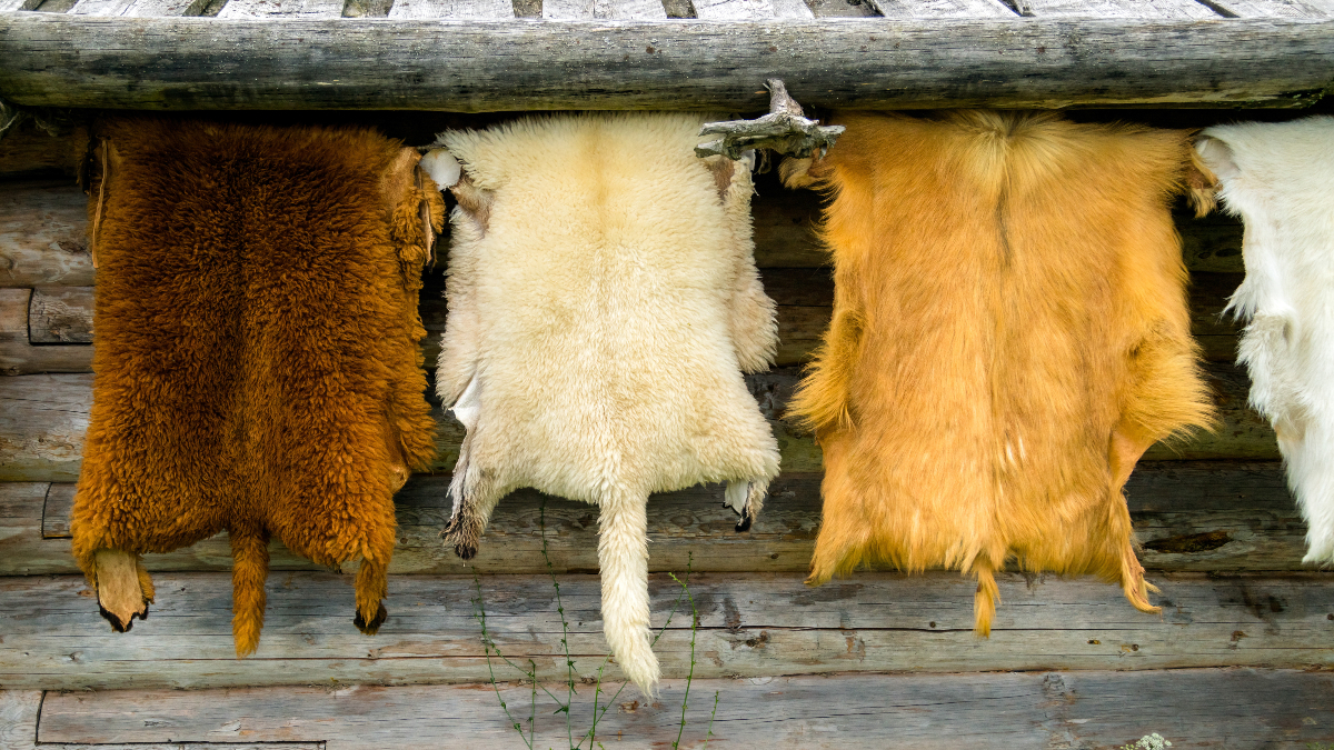 Banning the fur trade – Help An Animal